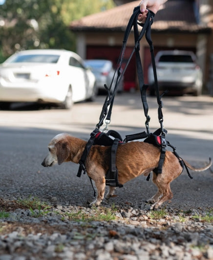 Help ‘Em Up® - Kit Harnais complet pour chien – ANIFORME